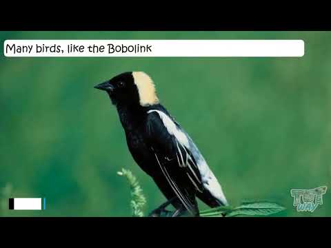 Migrating Animals | How does Migration work? | Whale, Desert Locust, Canadian geese, Bats | Science