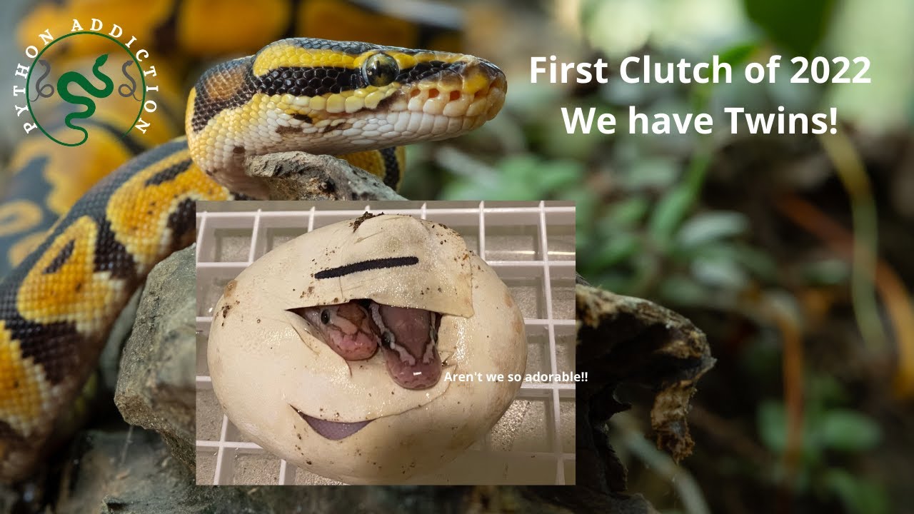 Ball Python Egg cutting - 001-05-30-2022