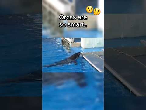 Orca Uses Fish As Bait To Lure Bird Closer..๐คจ๐ฏ