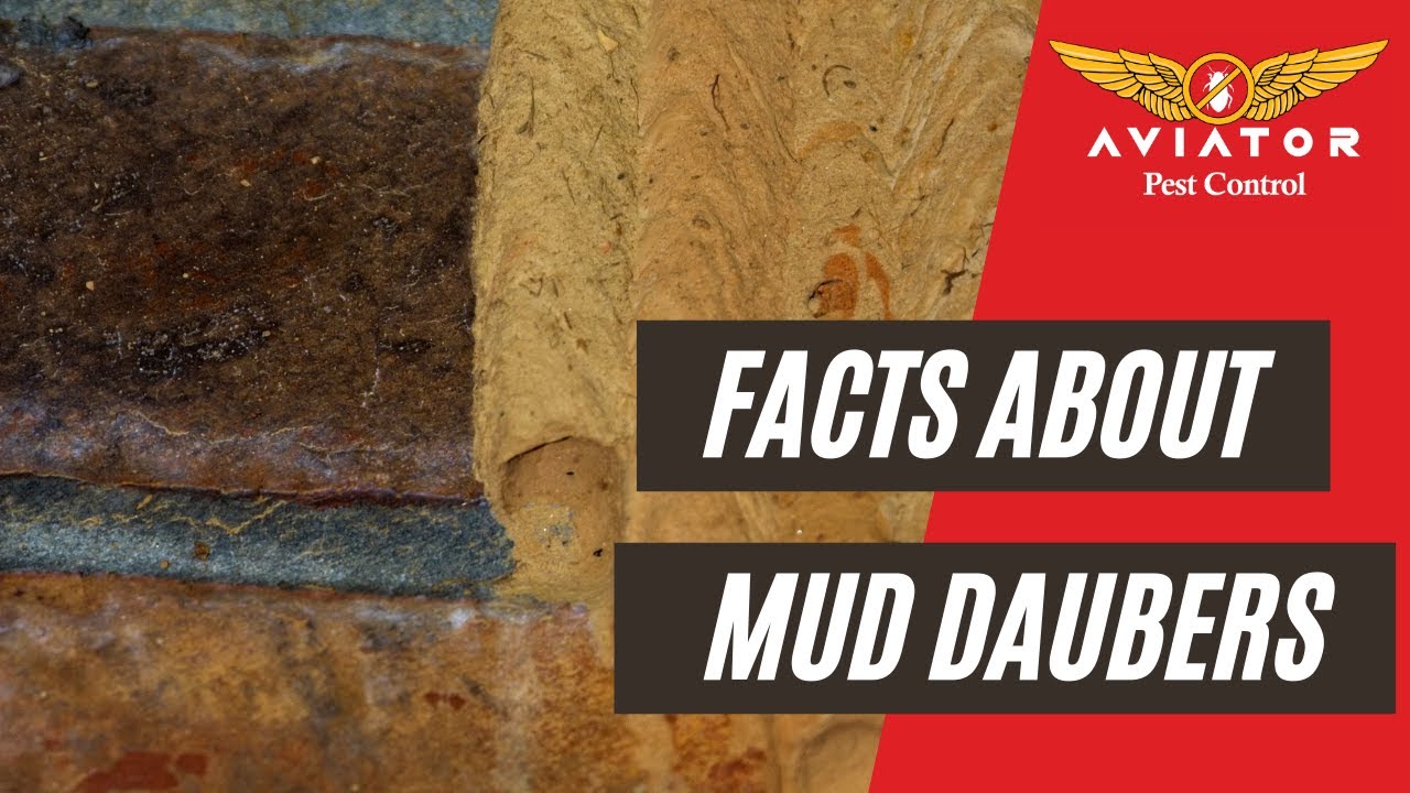 3 Quick Facts About Mud Daubers