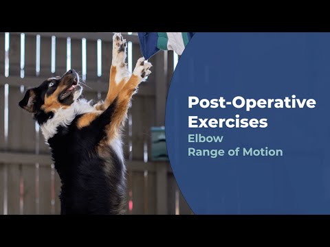 Elbow Range of Motion Exercise for Your Pet | Capital Animal Hospital