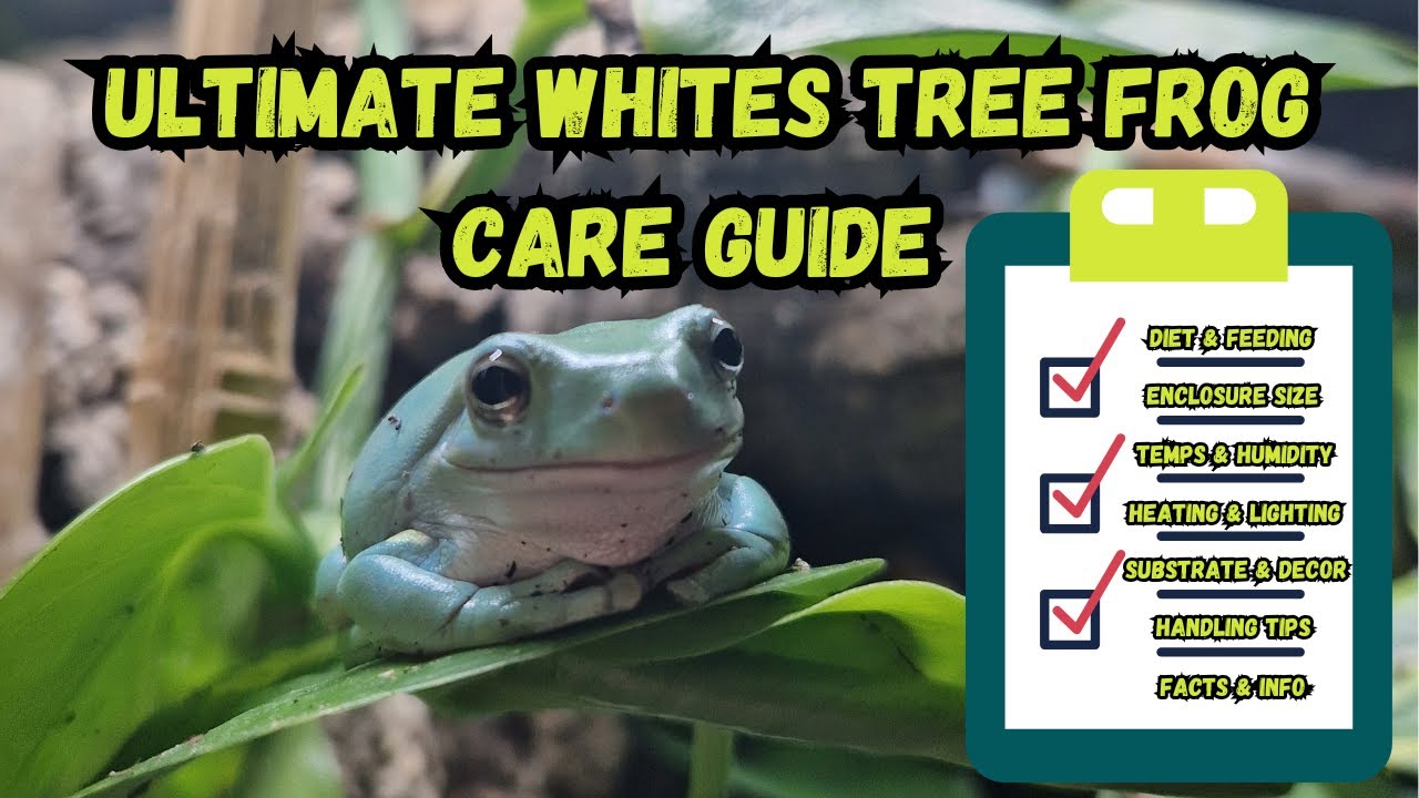Ultimate Whites Tree Frog Care Guide