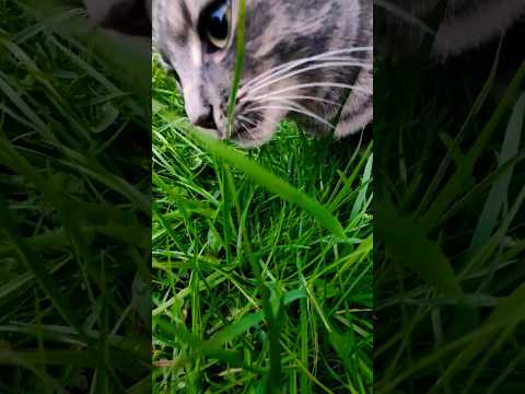 Nom Nom Nom #cats #shortsvideo
