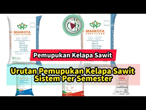 Urutan Pemupukan Kelapa Sawit Sistem Per Semester