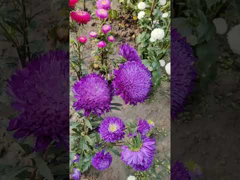 Aster flower