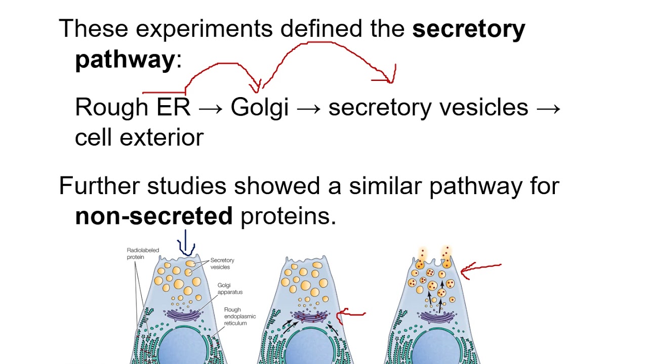 Understanding Protein Sorting and Transport in Cells | Galaxy.ai