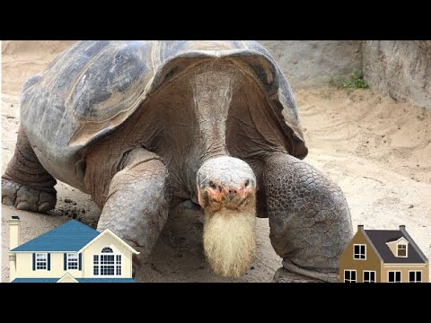 The Largest and Longest Living Tortoise | Galapagos Tortoises | Interesting Facts and Information