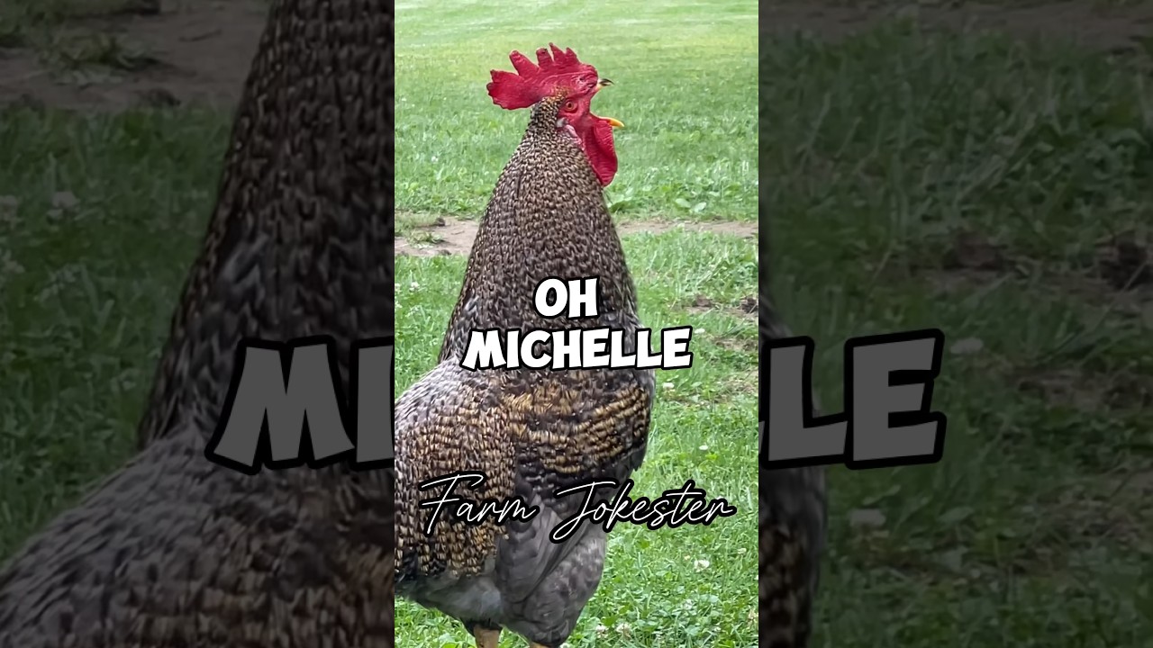 Michelle your rooster is looking for you! Help tag a Michelle! #michelle #chelle #rooster #chickens