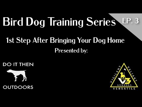 Bird Dog Training Series: Teaching Name Recognition