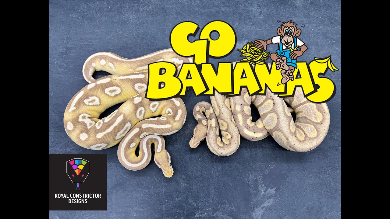 All about the Banana gene, what you need to know and NOT!