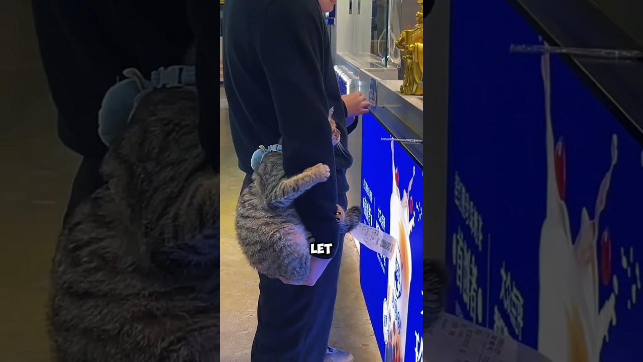 POV: Your Pet Is a Walking Glue Stick 😂🐾 #cat #meow #shorts