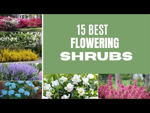 TOP 15 Best Flowering Shrubs for Home Garden| Shrubs for Shaded Area | Flowering Shrubs with Privacy