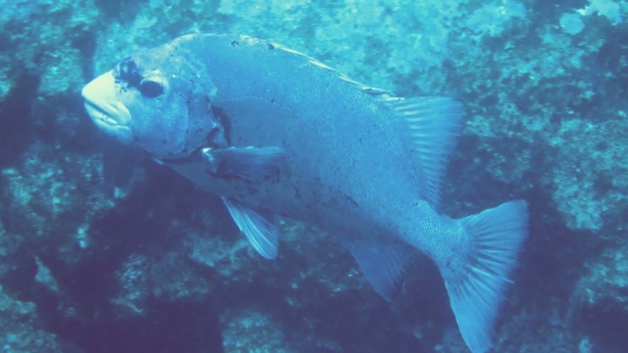 Facts: The Spotted Knifejaw