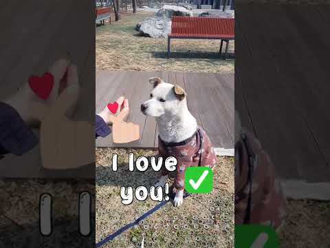 Dog commands in English