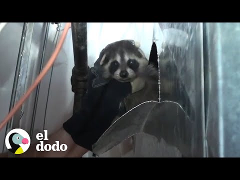 Mamá mapache instala a su familia en un edificio de oficinas I El Dodo