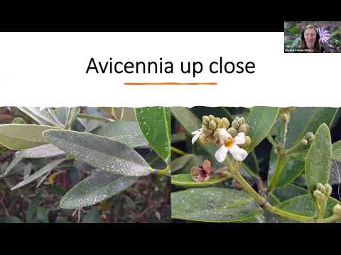 More About Mangroves