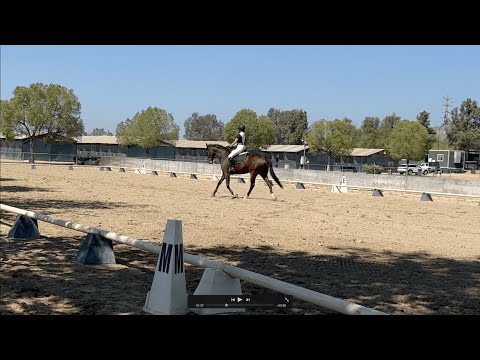 Blingo 2023 USEF First Level Test 2 at Hansen Dam