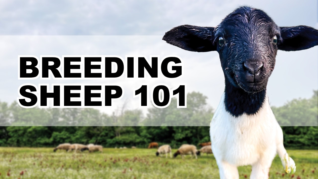 COMPLETE GUIDE TO BREEDING SHEEP (for Beginners)