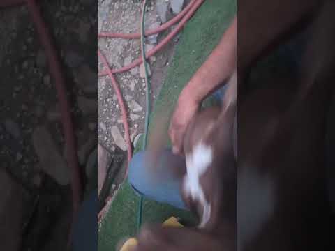Video of adoptable pet named Canela