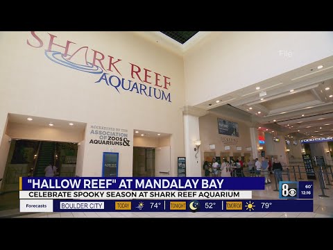 'Hallow Reef' at Mandalay Bay