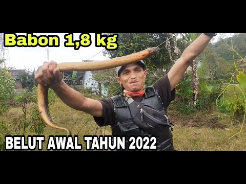 BELUT AWAL TAHUN 2022 dengan Berat 1,8 KG