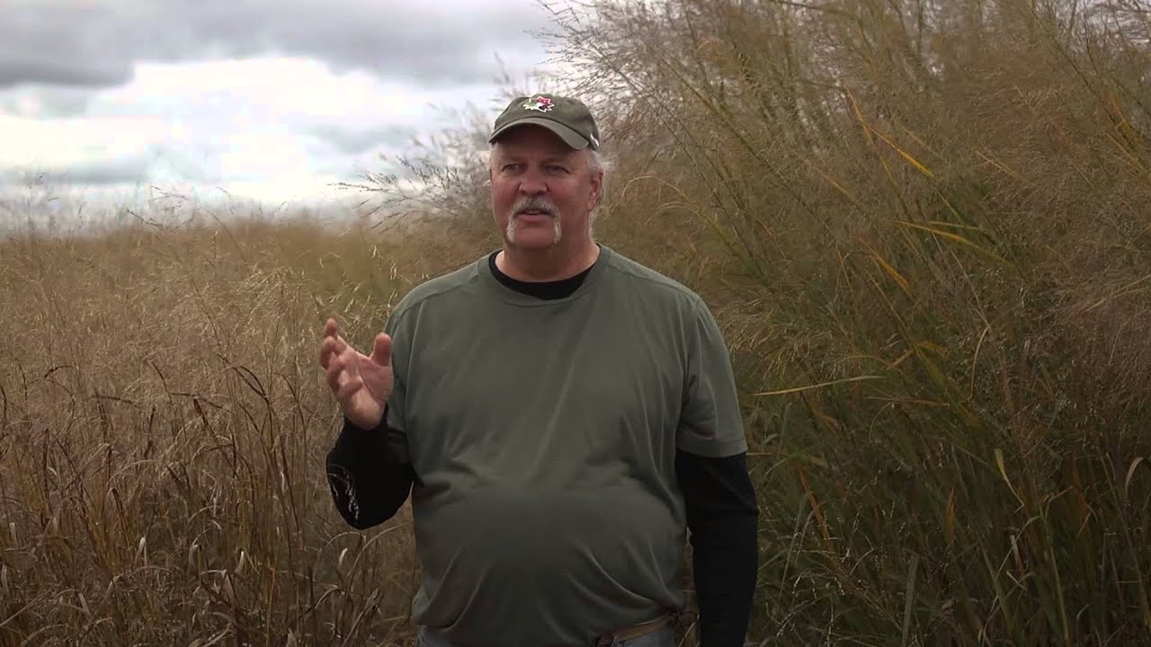 Plant Breeding to Improve Yield and Sustainability of Perennial Grasses