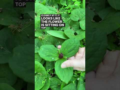Let me show you some flowers: Trilliums #ShortsVideo #WillCounty