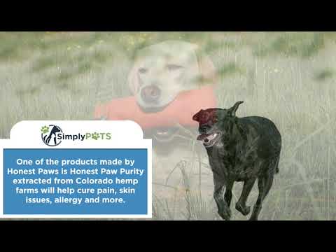 Honest Paws CBD Oil Review and Coupon Code - Simply Pets