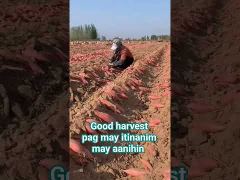 Sweet Potato, Kamote. #sweetpotato #kamote #harvest #harvesting