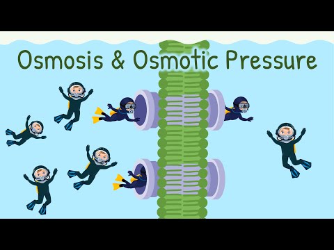 Osmosis of Water & Osmotic Pressure | Diffusion of Water