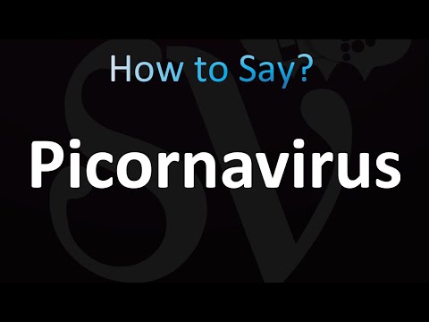 How to Pronounce Picornavirus (correctly!)