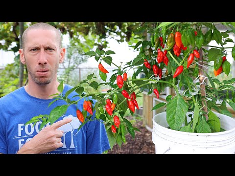 You're Being LIED to about Growing in Containers...