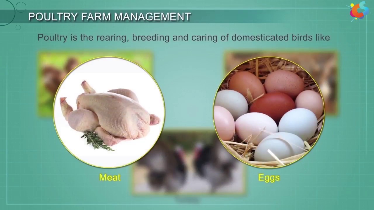 Poultry Farm Management