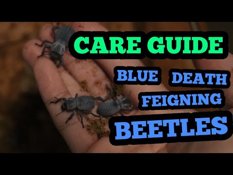 ALL YOU NEED TO KNOW | BLUE DEATH FEIGNING BEETLE | CARE GUIDE 2021