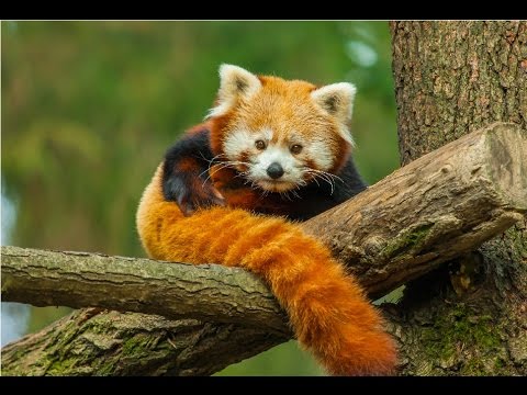 Amazing Facts About The Red Panda