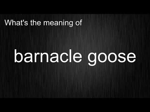 What's the meaning of "barnacle goose", How to pronounce barnacle goose?