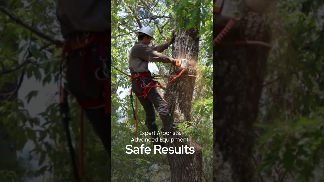 Massive Tree Removal in Charles Town WV | Certified Arborist Safety Demo 🌳 #treeremoval