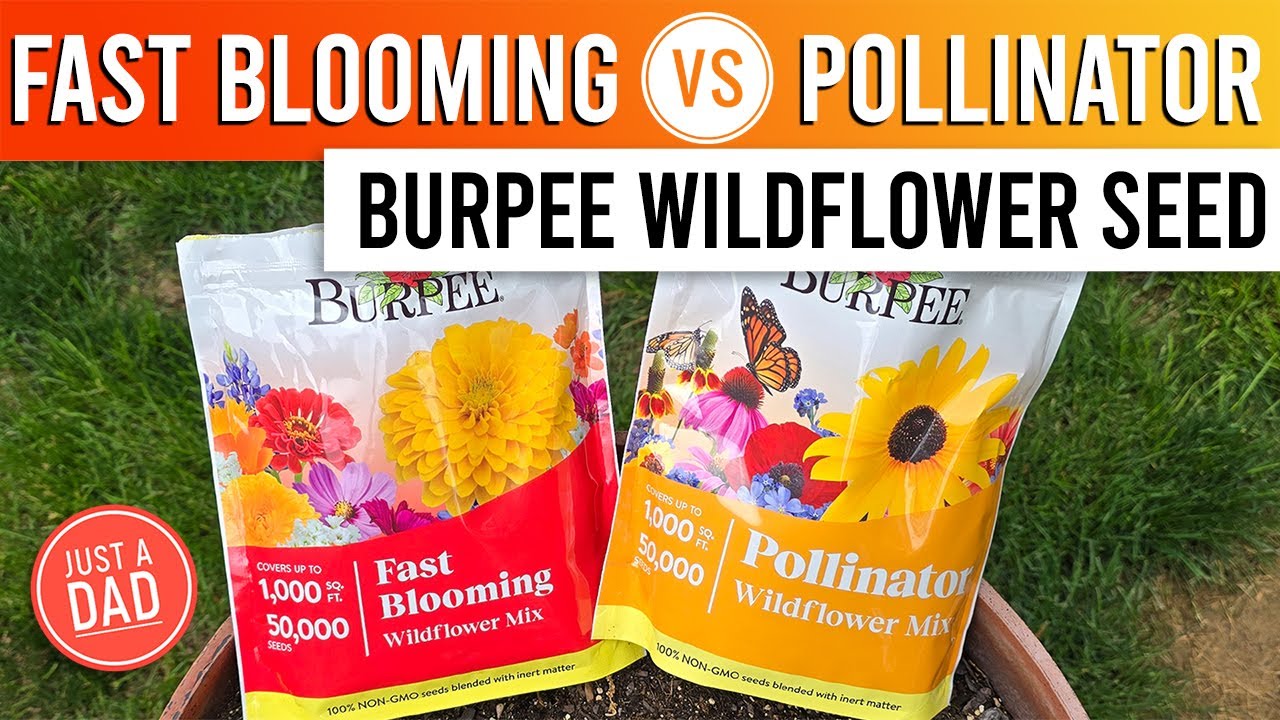 Burpee Wildflower Seed Mix Comparison
