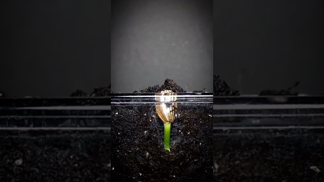 Sunflower time-lapse