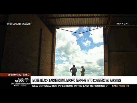 More black farmers in Limpopo tap into the commercial market
