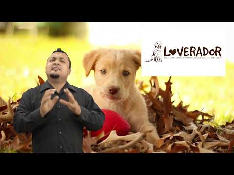 Dog Name Ideas - What Are The Best Labrador Names?