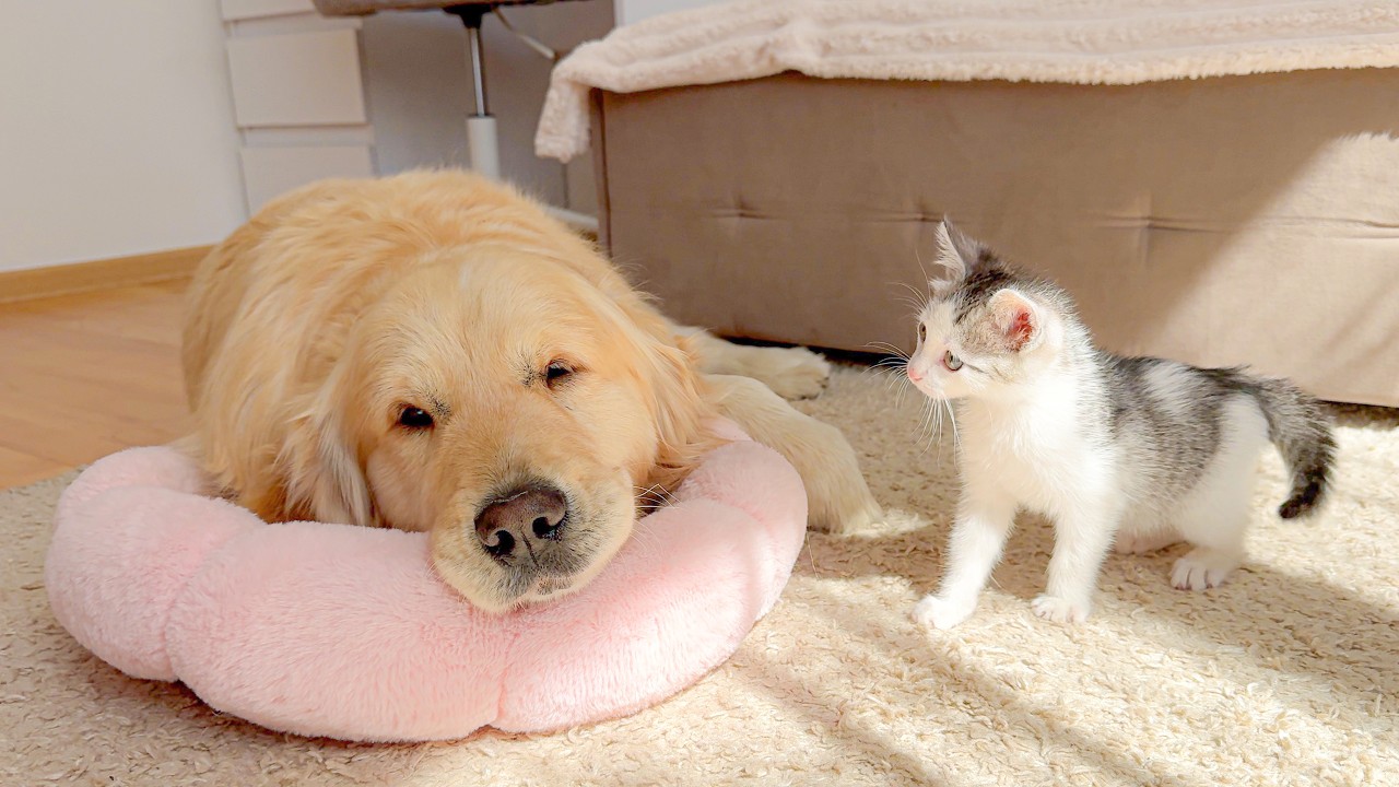Tiny Kitten Reacts to Giant Golden Retriever in His Bed – Funniest Reaction!