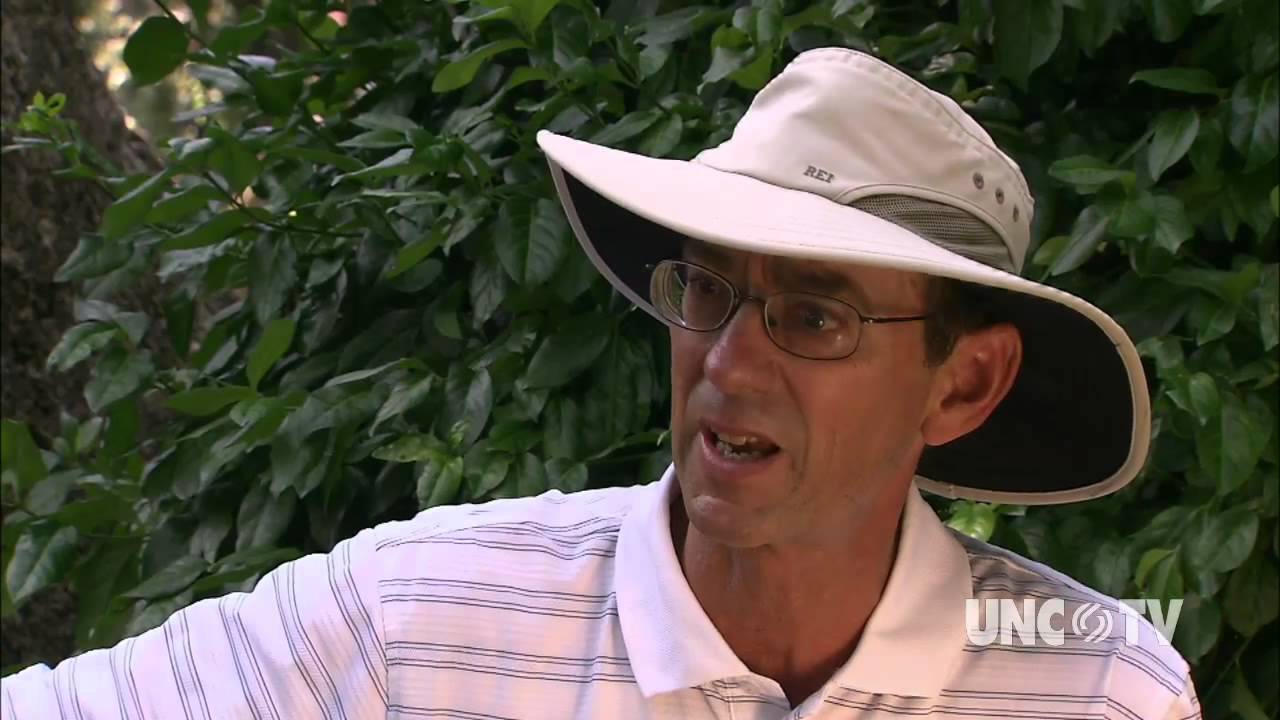 Tree Surgeon from OUR STATE TV