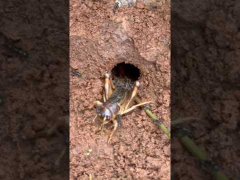 Clever cricket insect VS Crazy fire ants skills