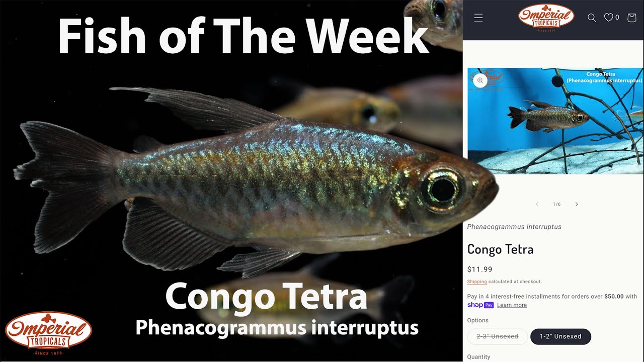 Congo Tetra (Phenacogrammus interruptus) #imperialtropicals #aquariumfish #congotetra