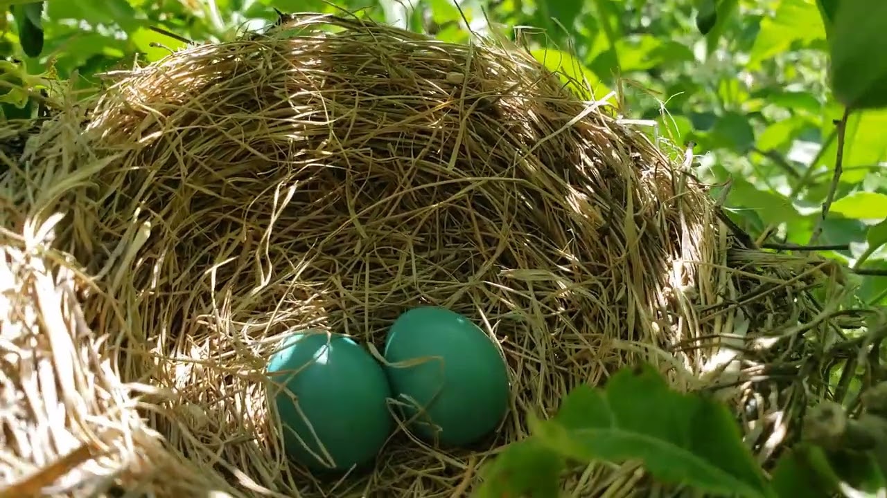 Robins eggs on my chestnut crabapple tree