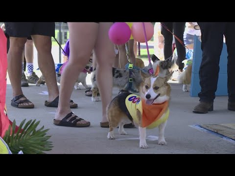 Boise Corgi Fest: Furry friends show off costumes, talent