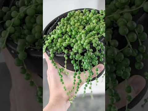 String of pearls #shorts #shortsfeed #stringofpearls #hangingsucculents #uniquesucculents #plants