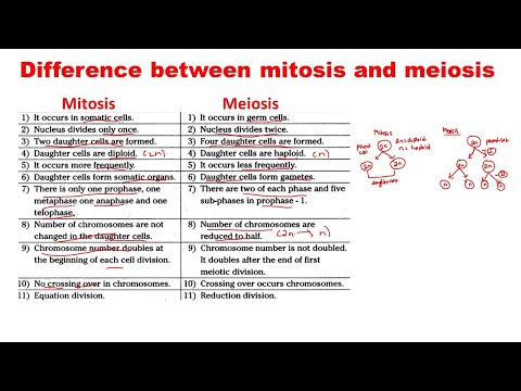 Mitosis vs Meiosis | Differences between Mitosis and Meiosis |