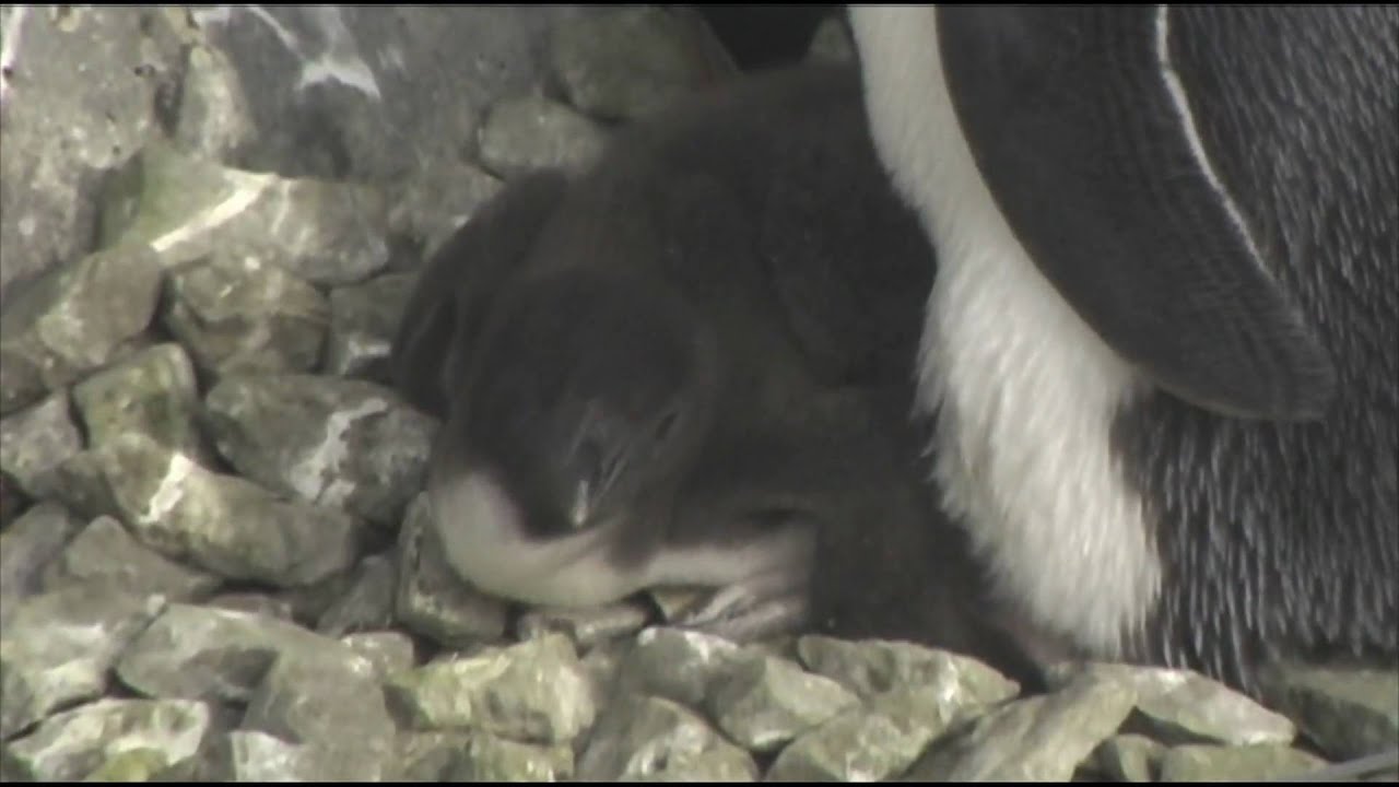 Baby macaroni penguin grows.